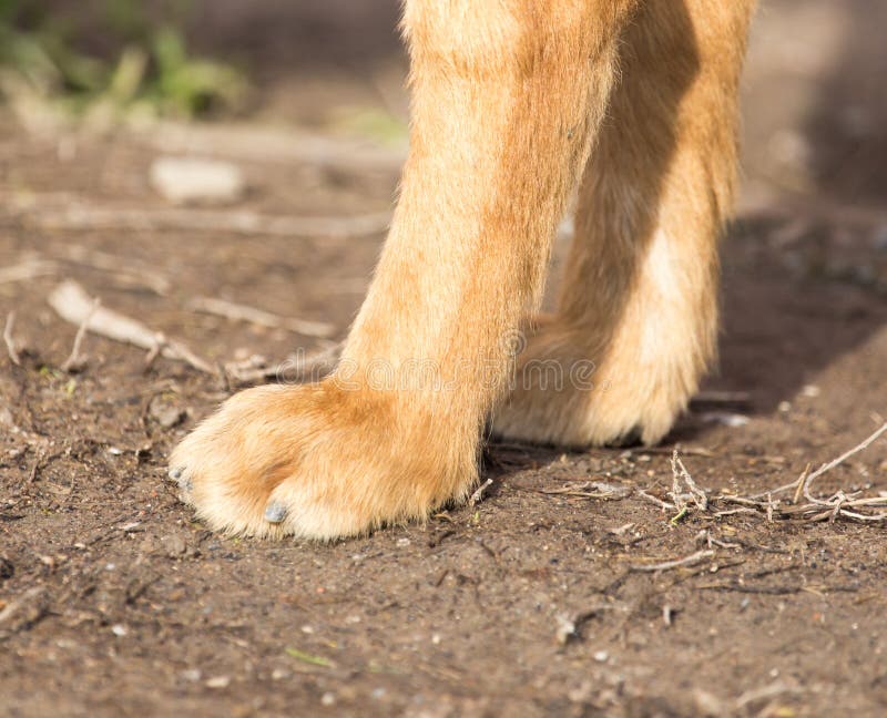 Paw dog on the nature stock image. Image of obedient - 88702229