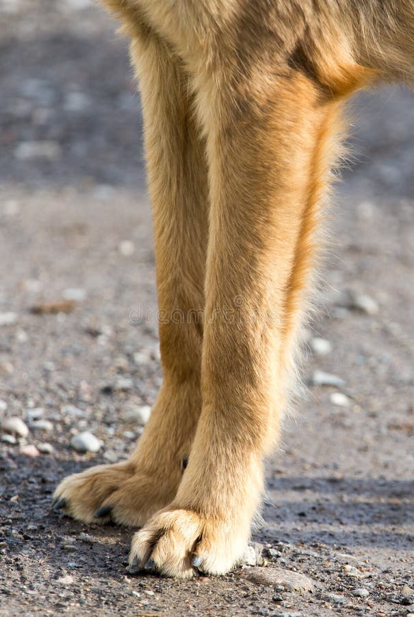 Paw dog on the nature stock image. Image of leaf, canine - 88702309