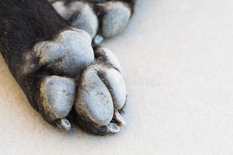 The paw of a dog stock photo. Image of lying, toenail - 42112552