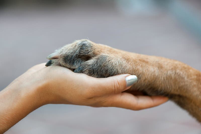 Paw in female hand stock photo. Image of cute, obedience - 92750042