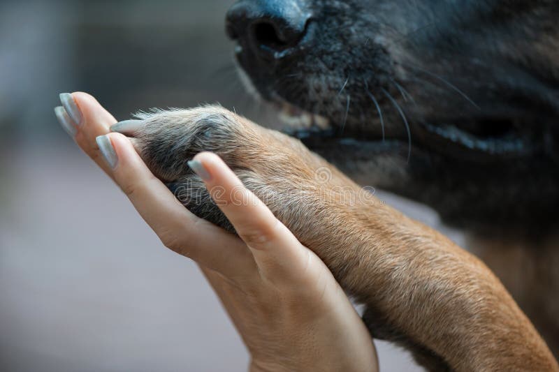 Paw in female hand stock photo. Image of friends, animal - 92750088