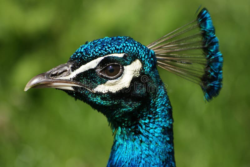 Pawie przy zoo zdjęcie stock. Obraz złożonej z ptaki - 119132726