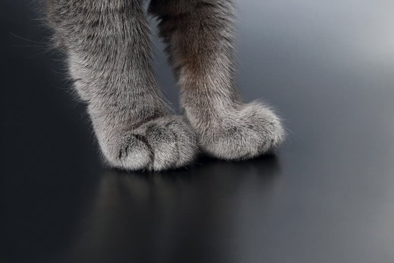 Paw Gray Cat Closeup on Dark Background Stock Photo - Image of fluffy ...
