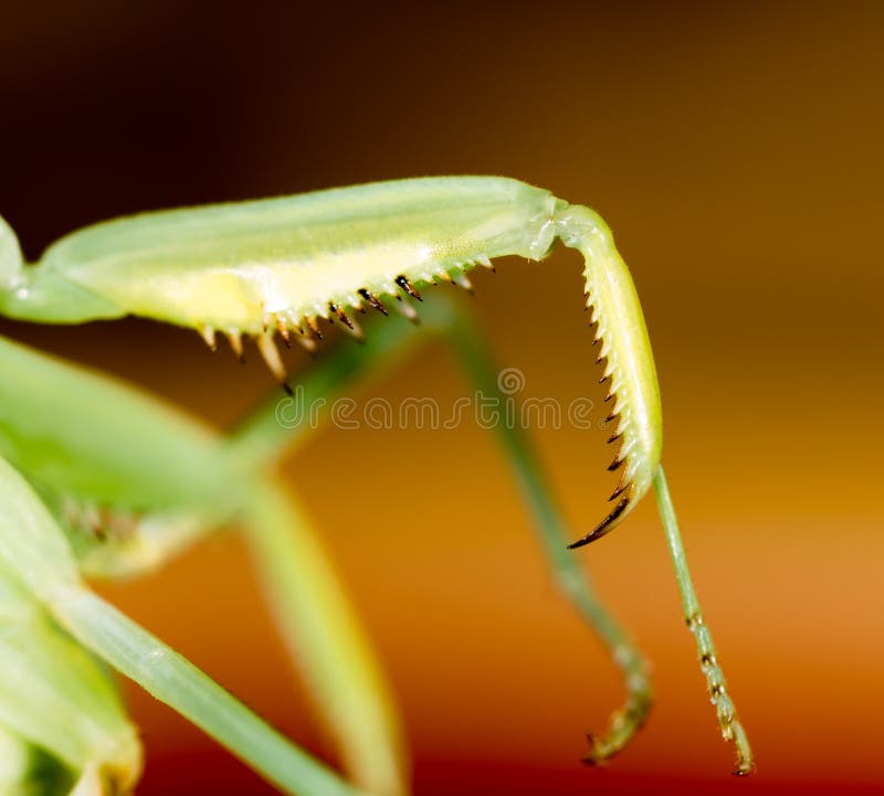 The Paw of a Green Mantis in Nature Stock Image - Image of creepy ...