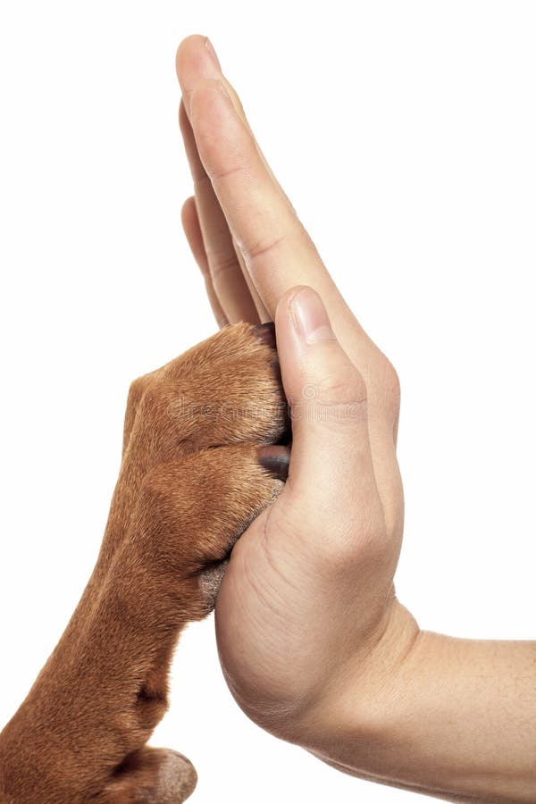 Paw and hand stock photo. Image of touch, canine, high - 29115992