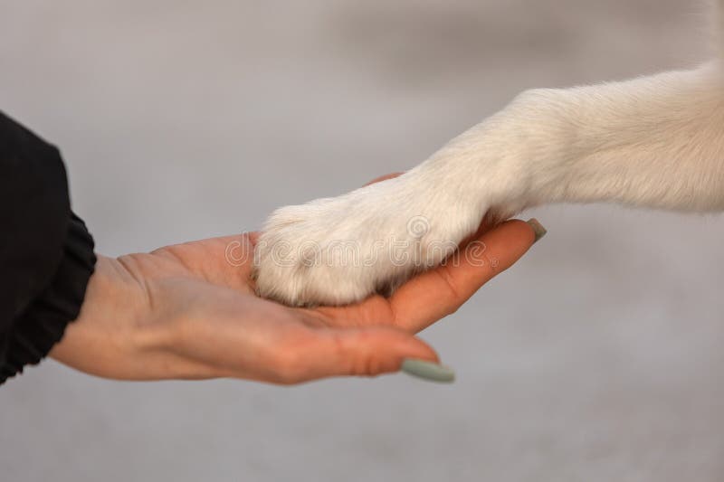 Paw and hand stock image. Image of mouth, finger, mammal - 273469415