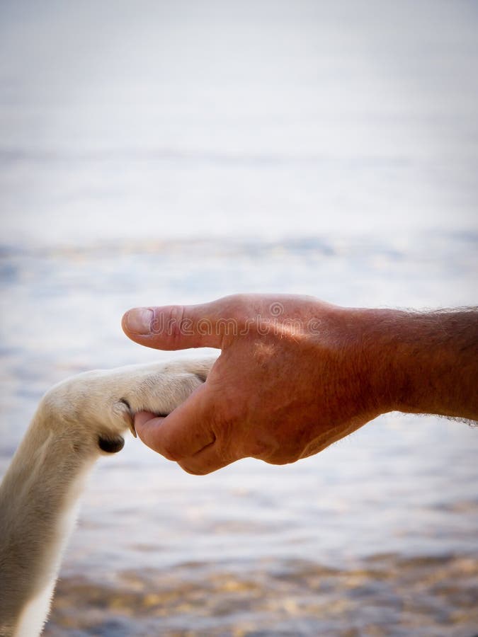 Paw in hand stock photo. Image of give, dogs, brown, convention - 34726730