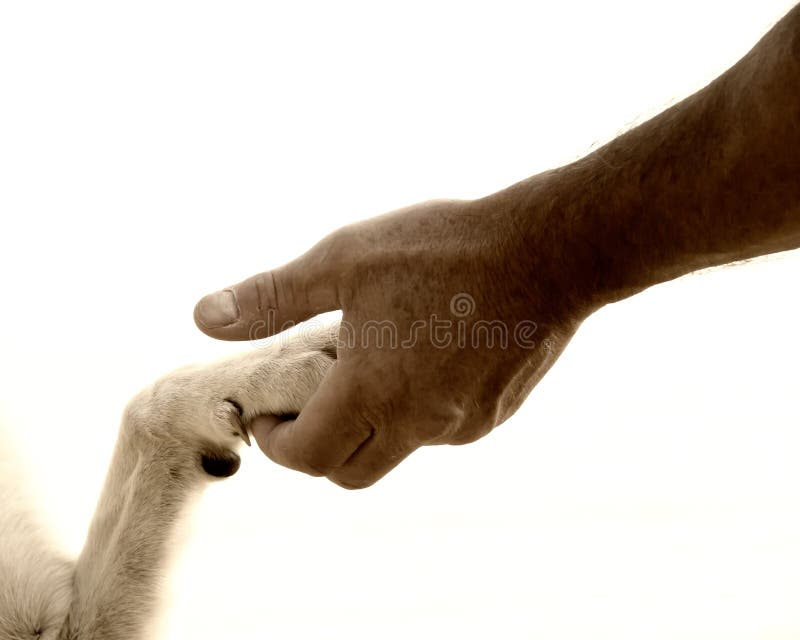 Paw in hand (20) stock image. Image of hand, exterior - 35268713