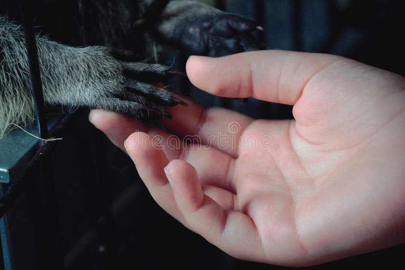 Paw in hand stock image. Image of love, raccoon, save - 56002587