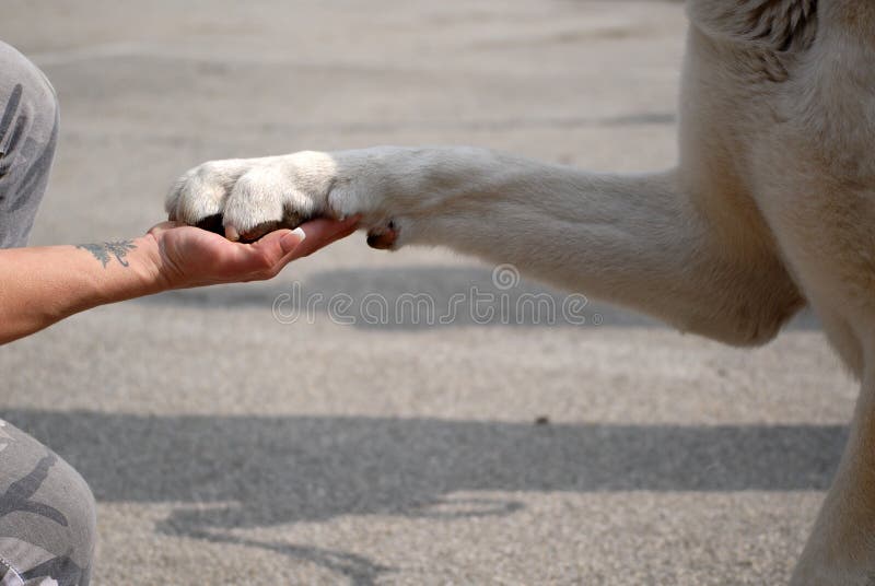 Paw in hand stock image. Image of people, macro, communication - 68633691