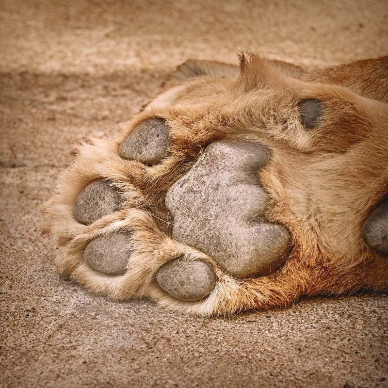 4,120 Lion Paw Stock Photos - Free & Royalty-Free Stock Photos from ...