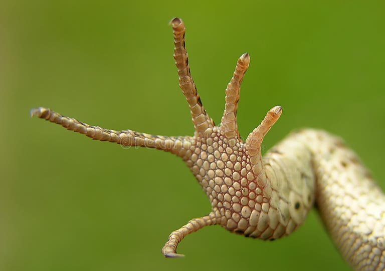 Paw of a lizard stock image. Image of lizards, skin, macro - 2789229