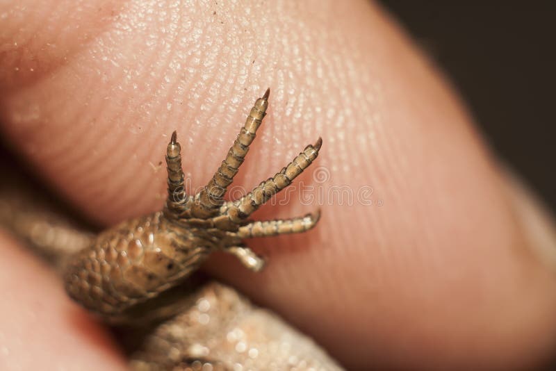 Lizard Paw Picture. Image: 85179023