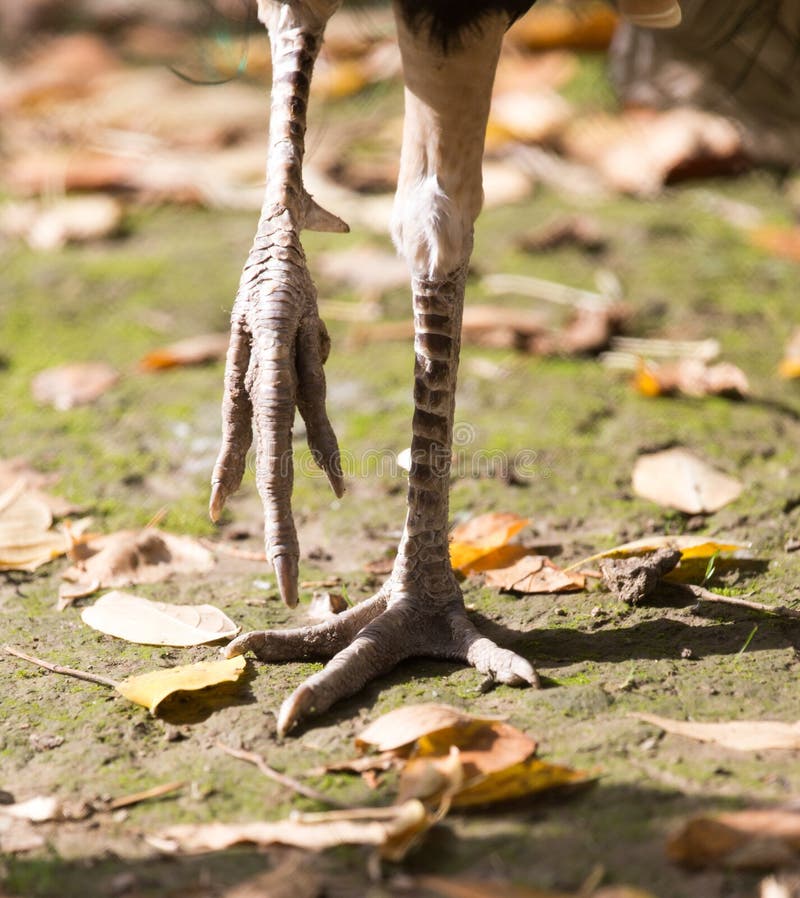 Paw poultry stock photo. Image of farm, leather, pets - 108897048