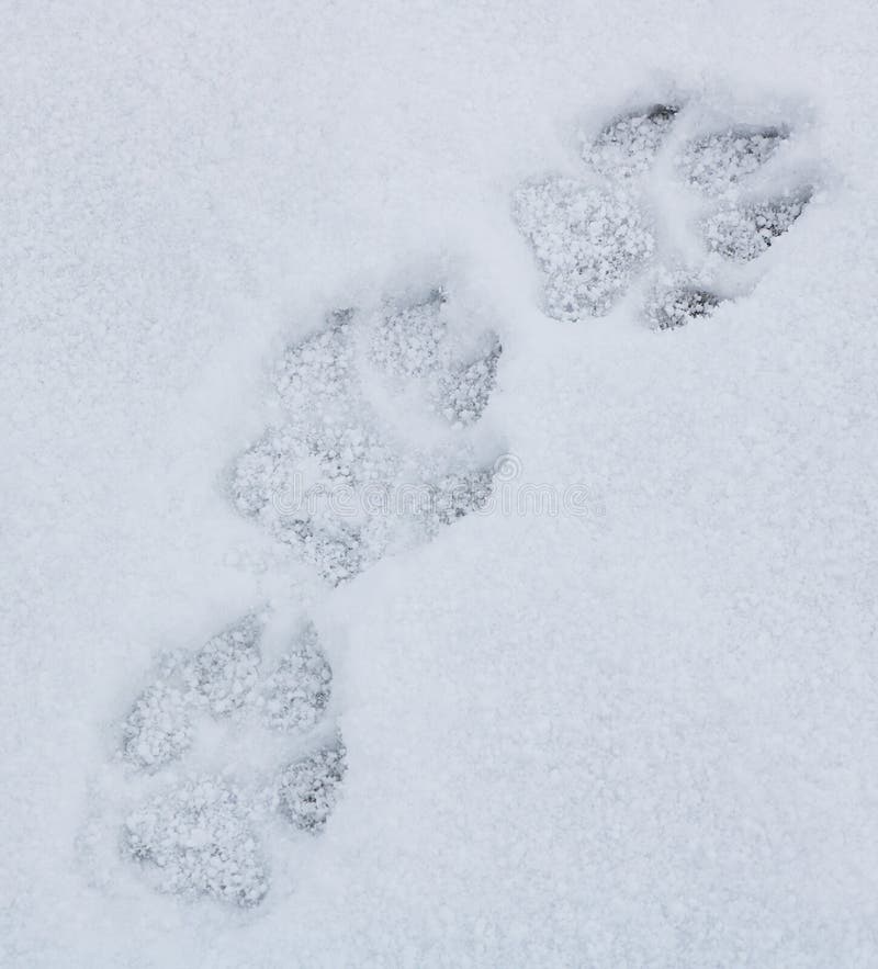 Paw Print stock photo. Image of close, print, macro - 209336598
