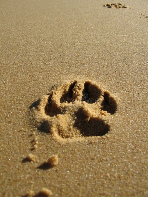 Paw Print in Sand stock image. Image of beach, animal - 5037933