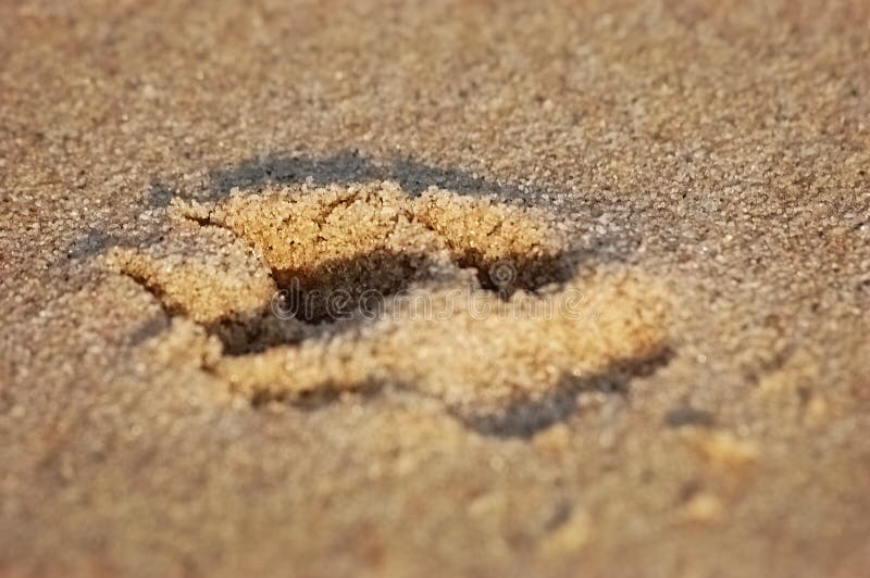 Paw print in sand stock photo. Image of close, sand, smooth - 60857142