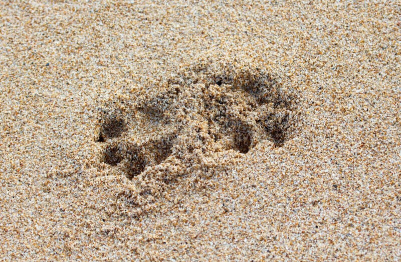 A paw print is in the sand stock image. Image of beach - 376193599