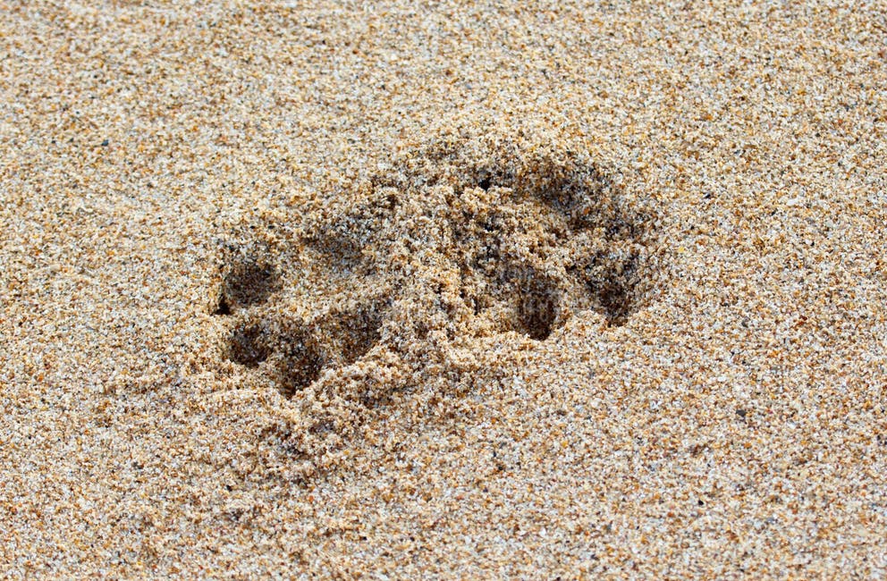 A paw print is in the sand stock image. Image of beach - 376193599