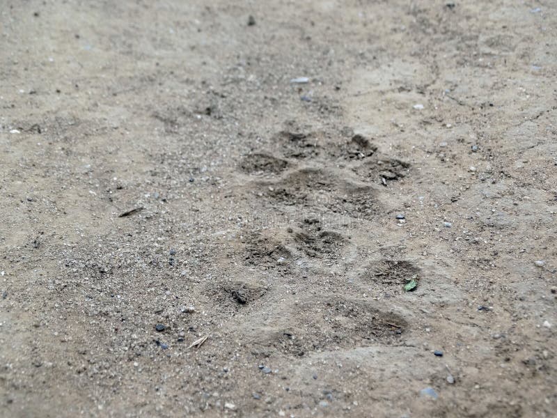 The trail of a wild animal stock photo. Image of granite - 109624426