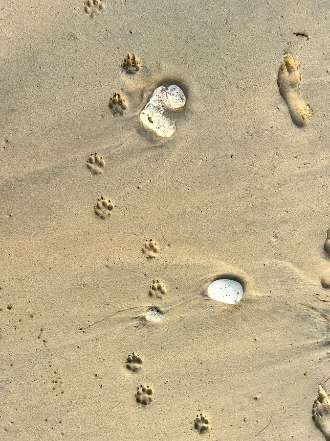 Paw Prints in Sand stock photo. Image of small, animal - 264796530