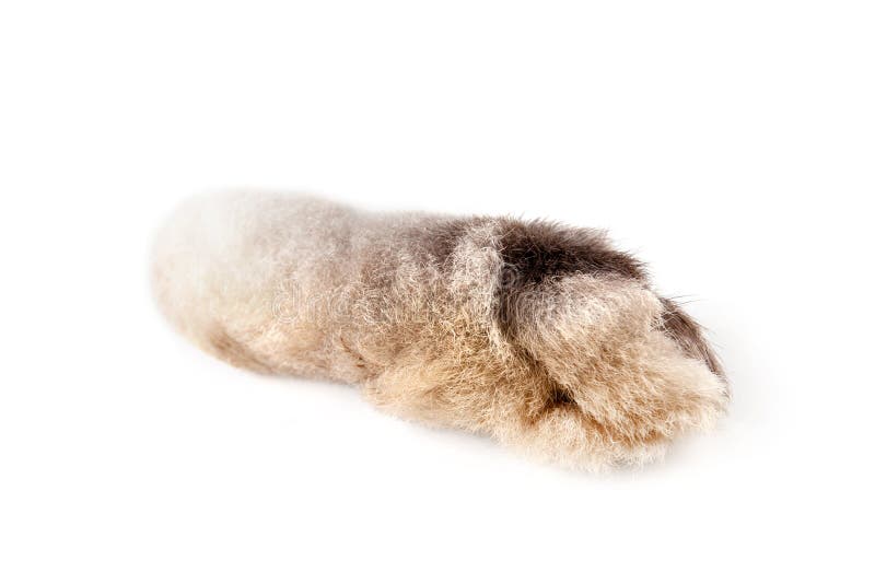 Paw of rabbit stock photo. Image of tame, fluffy, large - 108781028