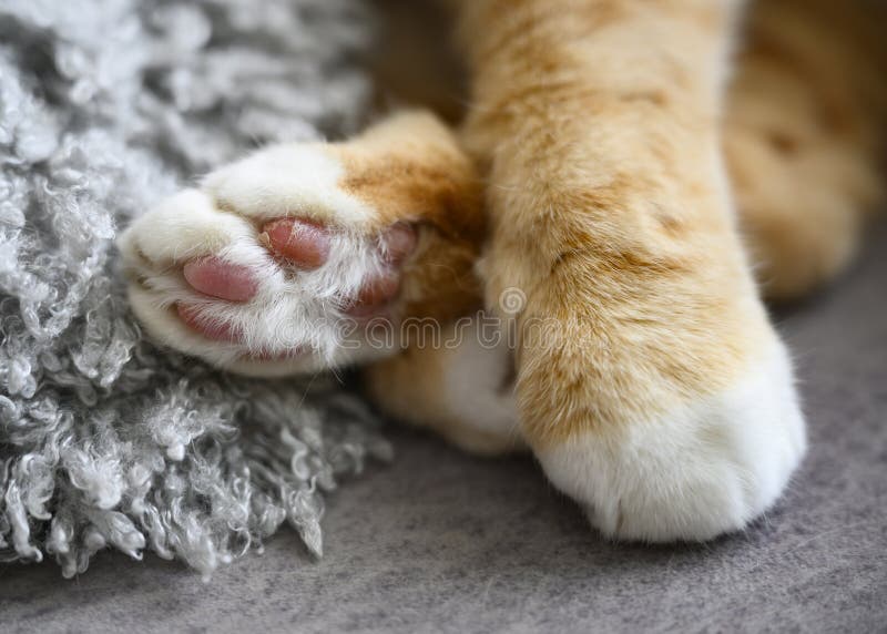 The Paw of a Red Cat with White Fluffy Tips and Pink Finger Pads Stock ...