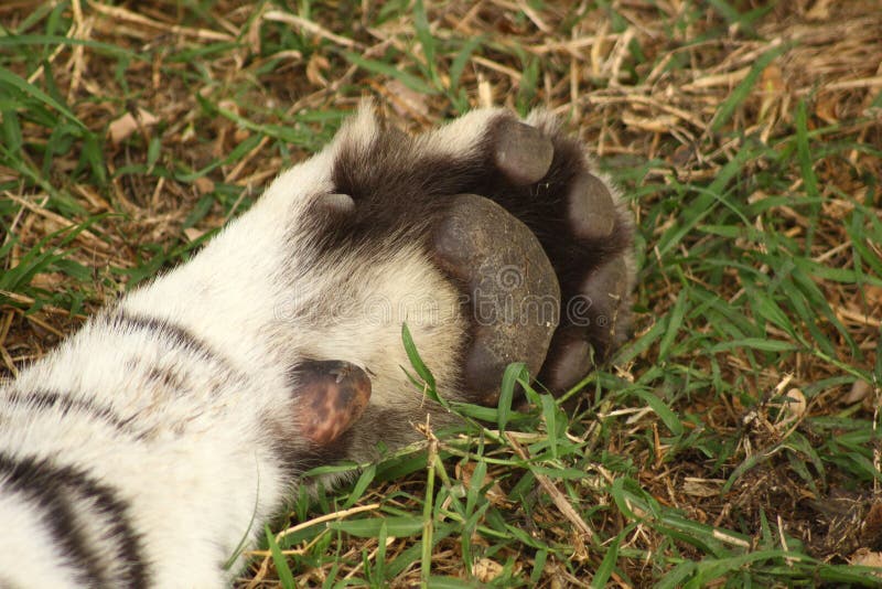 Paw of a Tiger at Rest, Claws Retracted Stock Photo - Image of mammal ...