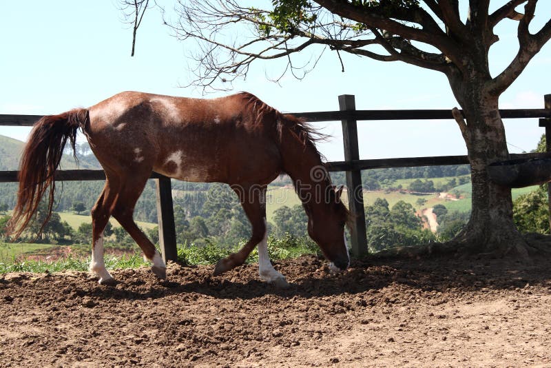 Pawed mammal stock image. Image of dark, farm, mammal - 23535331