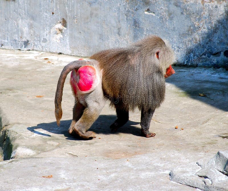 Pawian obraz stock. Obraz złożonej z natura, ruch, ampuła - 11430531