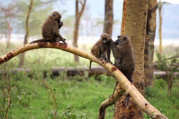 Pawian zdjęcie stock. Obraz złożonej z pawian, przyroda - 14380626