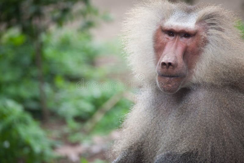 15,099 Pawian zdjęć stockowych - bezpłatne i z licencją Royalty Free od ...