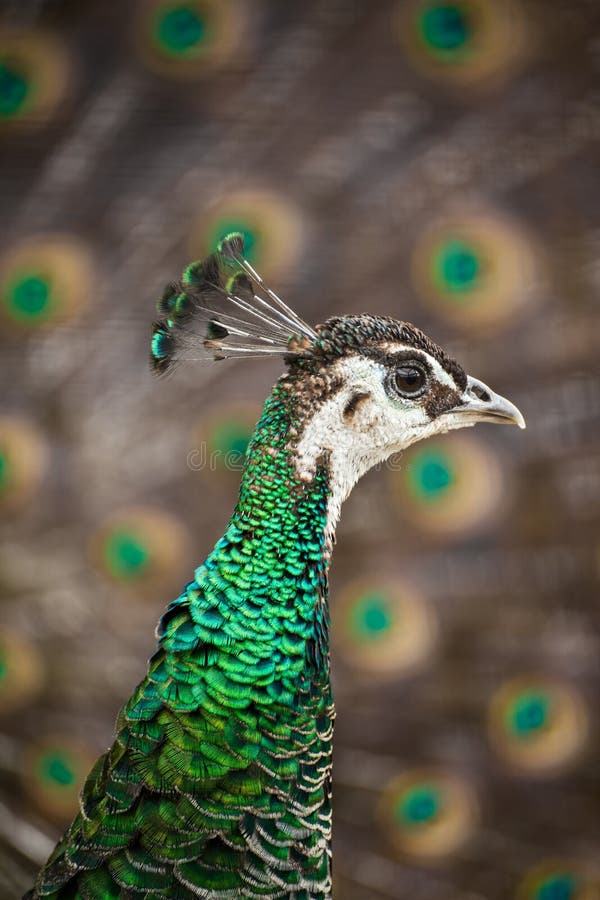 Pawica i paw zdjęcie stock. Obraz złożonej z twarz, ptak - 30691630