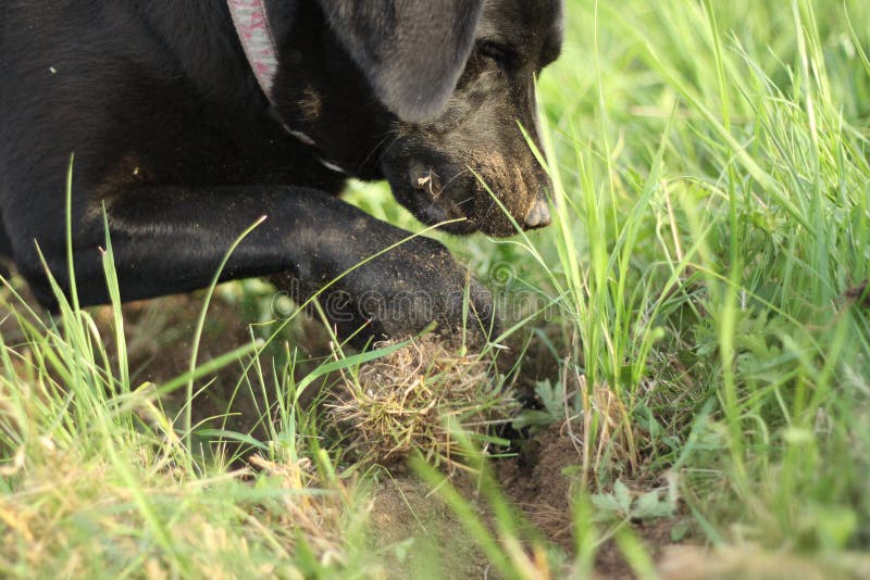 Pawing retriever stock image. Image of black, golden - 26668531