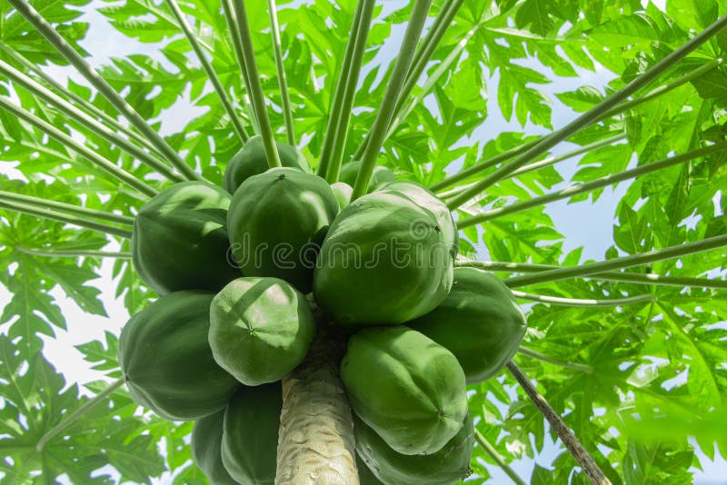 Huge Green Pawpaw Fruit on Tree Stock Image - Image of female, lower ...
