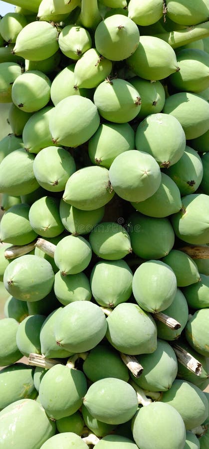 Pawpaw fruit stock image. Image of pawpaw, growing, eating - 25771419