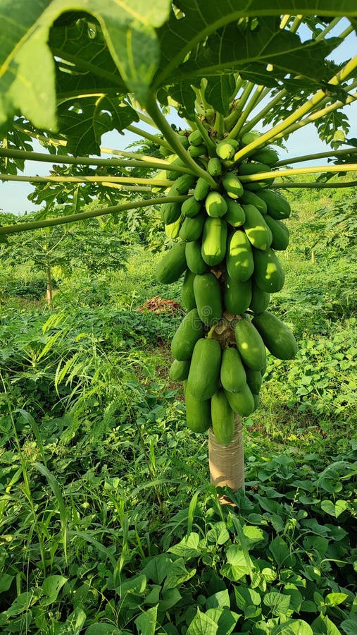 Pawpaw garden cultivation stock photo. Image of plant - 263576798