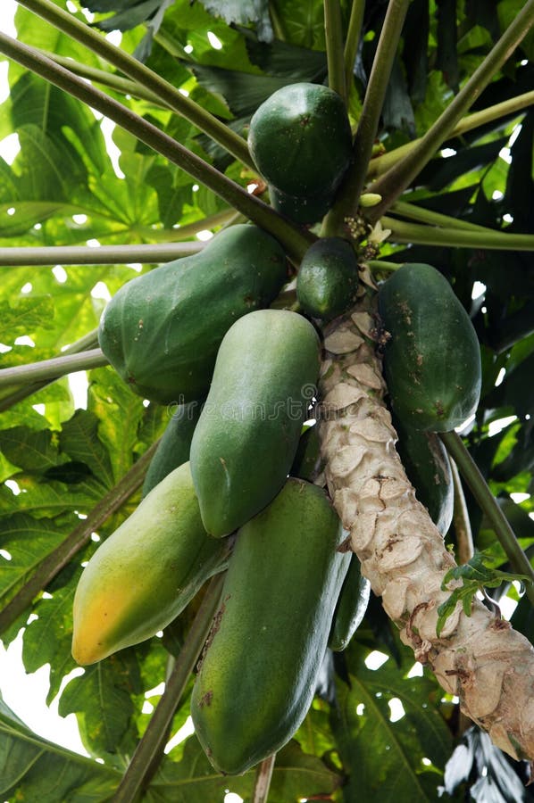 Pawpaw tree stock photo. Image of ripe, calorie, fresh - 8669192