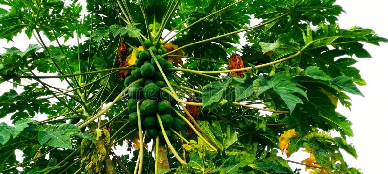 Pawpaw on a tree stock photo. Image of mexico, farm - 299296502 Pawpaw on a tree stock photo. Image of mexico, farm - 299296502