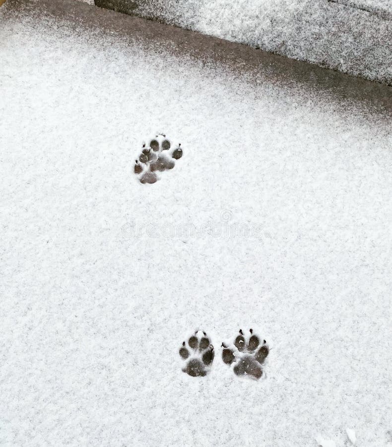 Buffalo in snow stock photo. Image of alberta, pretty - 28298966