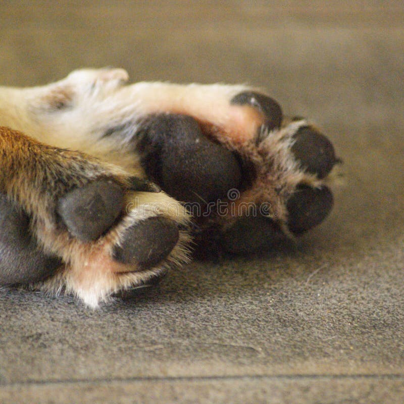 Paws stock photo. Image of foot, floor, paws - 80011758