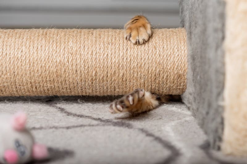 Paws of a Bengal Cat Playing with a Mouse at the Scratching Post Stock ...