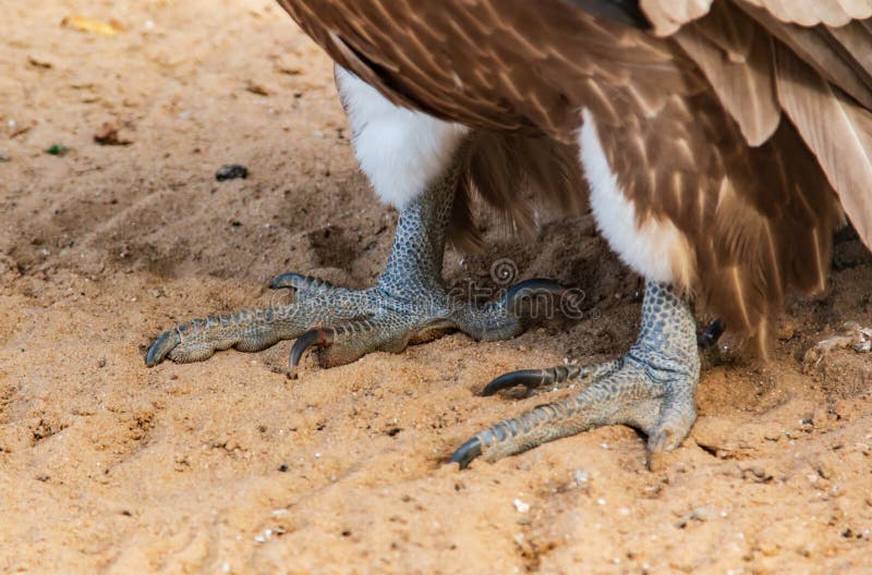 Paws of a bird of prey stock photo. Image of fear, nails - 163361718