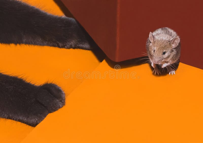 Cornered Rat Stock Photos - Free & Royalty-Free Stock Photos from ...