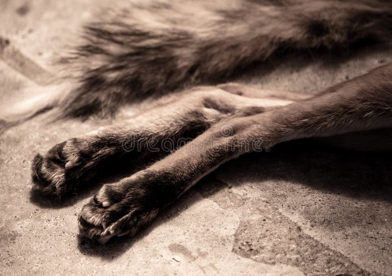 The Paws of a Black Fox at the Zoo Stock Image - Image of mammal ...