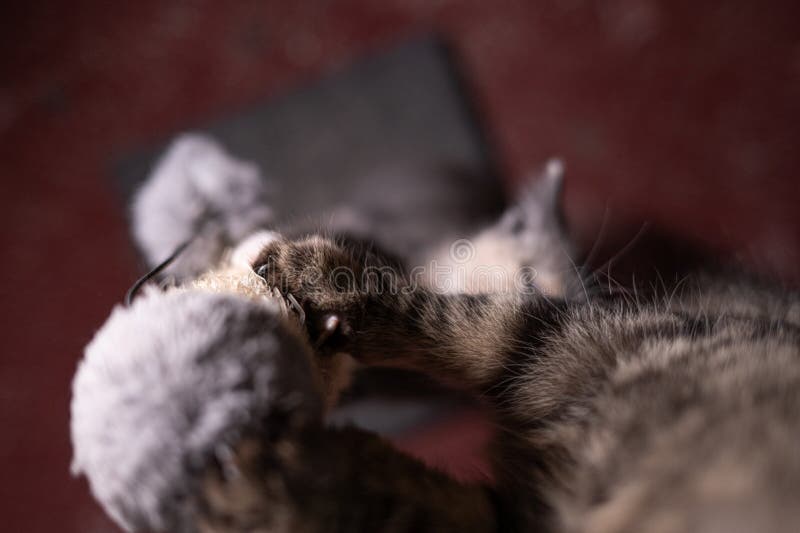 Paws and Claws of a Citten on a Climbing Pole.. Stock Photo - Image of ...