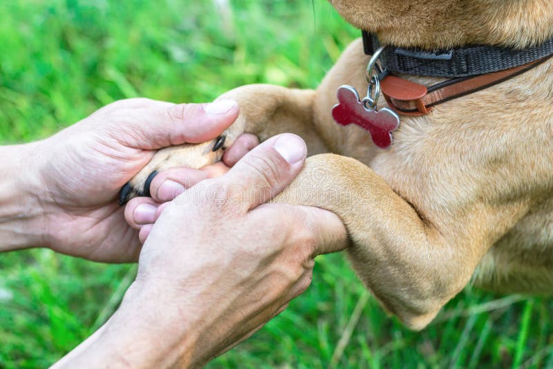 Paws of Dog in Hands of Owner. Concept of Friendship and Relationship ...