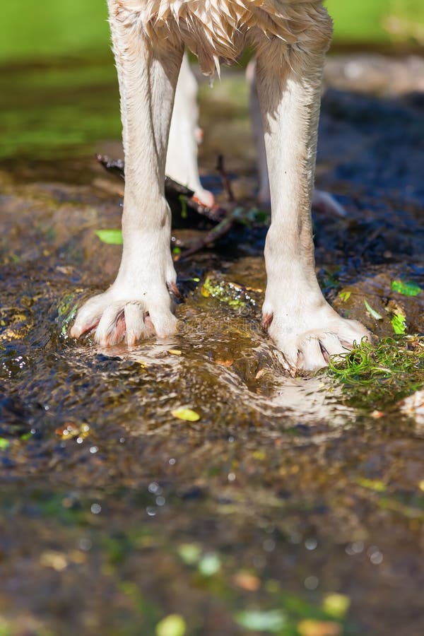 Paws of a Dog Who is Standing in the Water Stock Photo - Image of ...