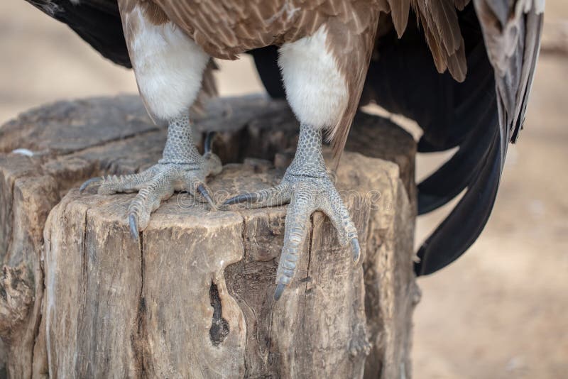 Paws of an eagle in a zoo stock image. Image of eyes - 140770255