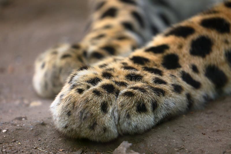 Paws of a Leopard stock photo. Image of predator, mammal - 120976540